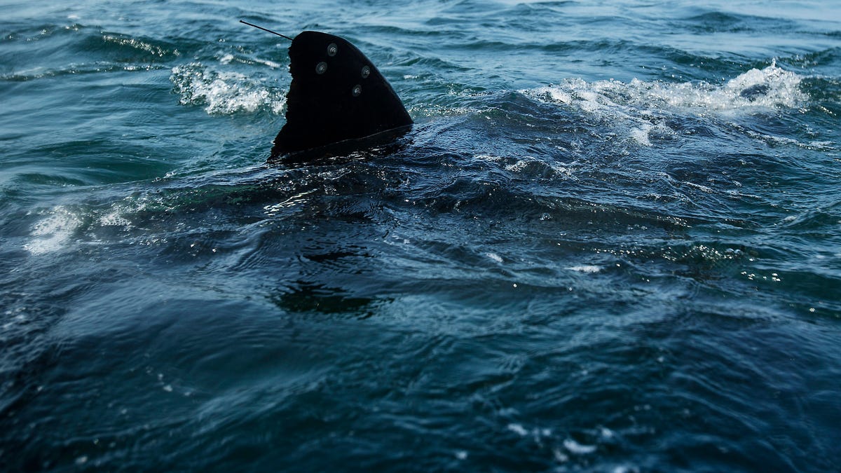 Katharine the great white shark