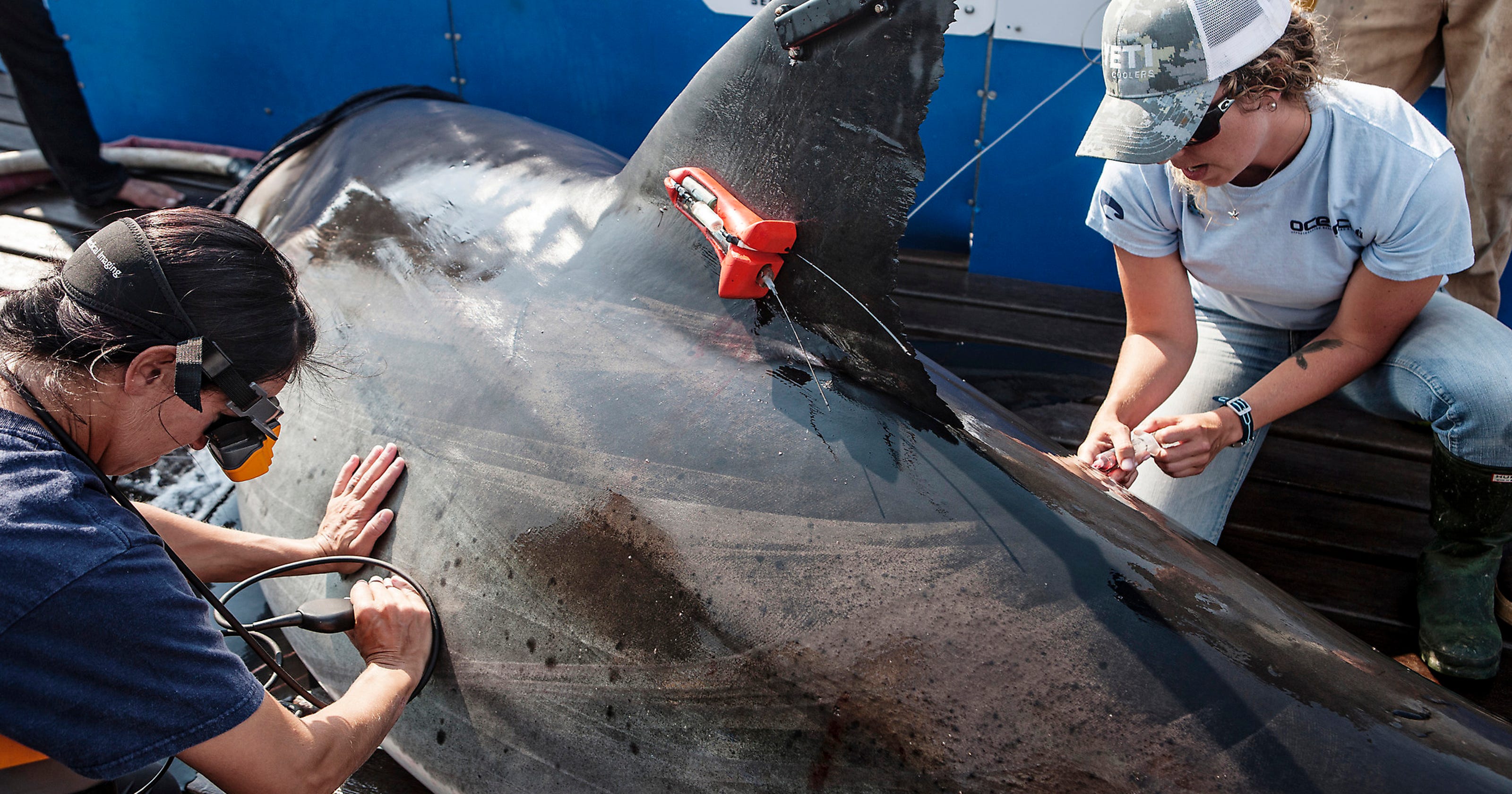 Katharine the Shark: Here's what she's taught OCEARCH about white sharks