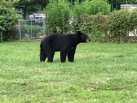 Black bears 101: What you need to know about NJ's hungry bears
