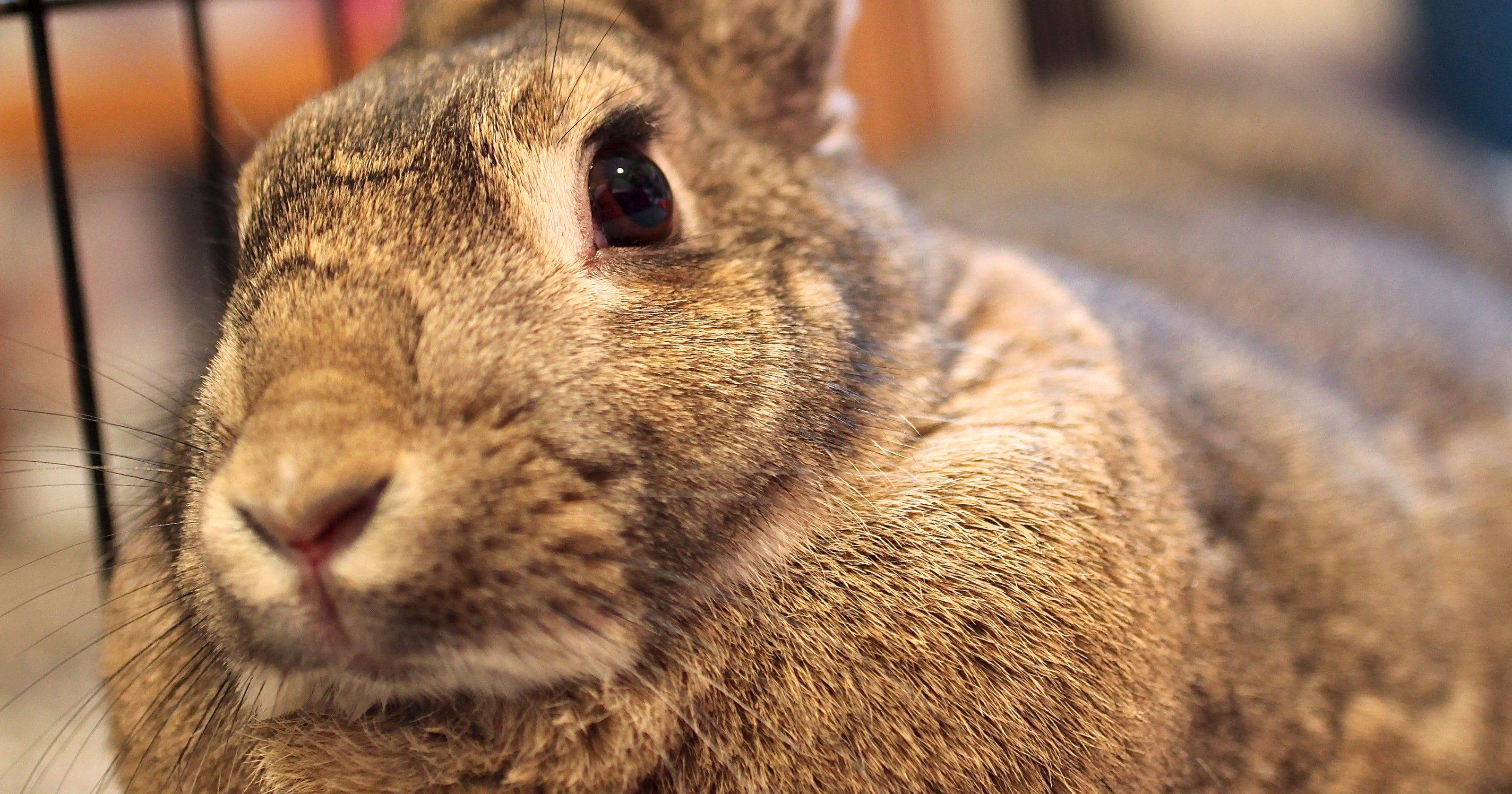 Most bunnies bought for Easter 'end up dead or abandoned'