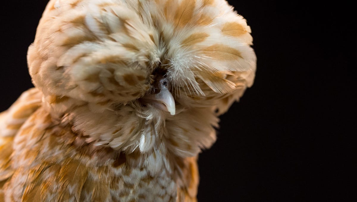 Chickens strut their stuff at British poultry show Chickens strut their stuff at British poultry show