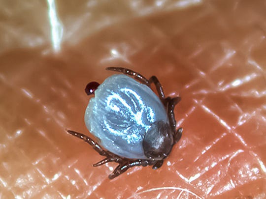 Ticks descend on Delmarva