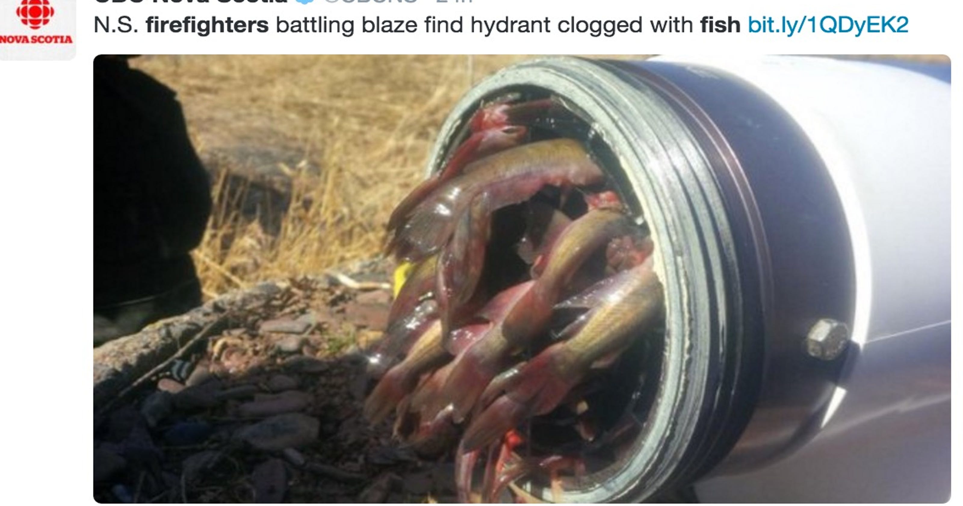 Firefighters in Nova Scotia find fish clogging hydrant