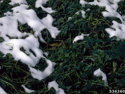 Understand frost, freeze and dew point