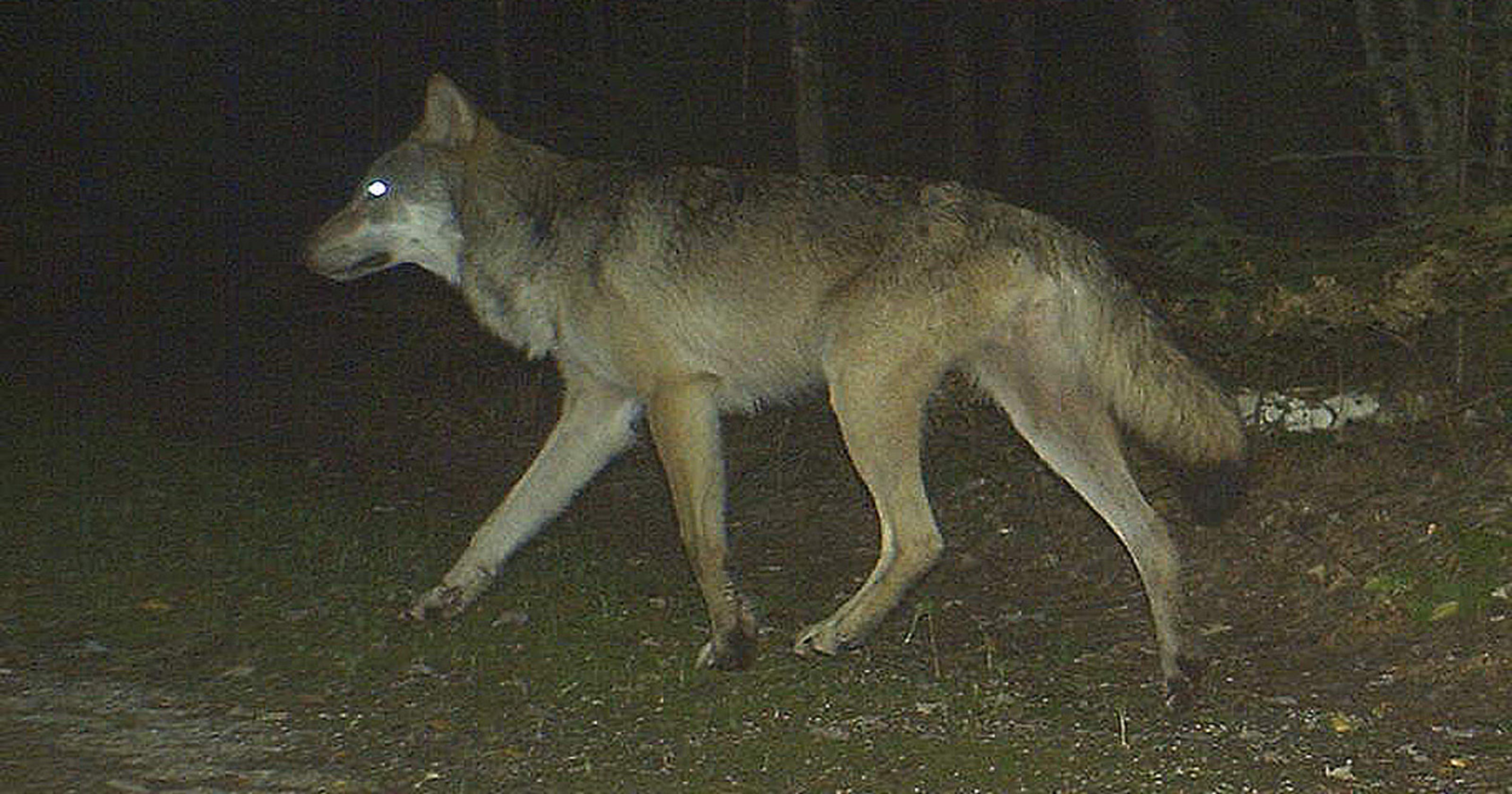 Wolf depredation strategy clicking