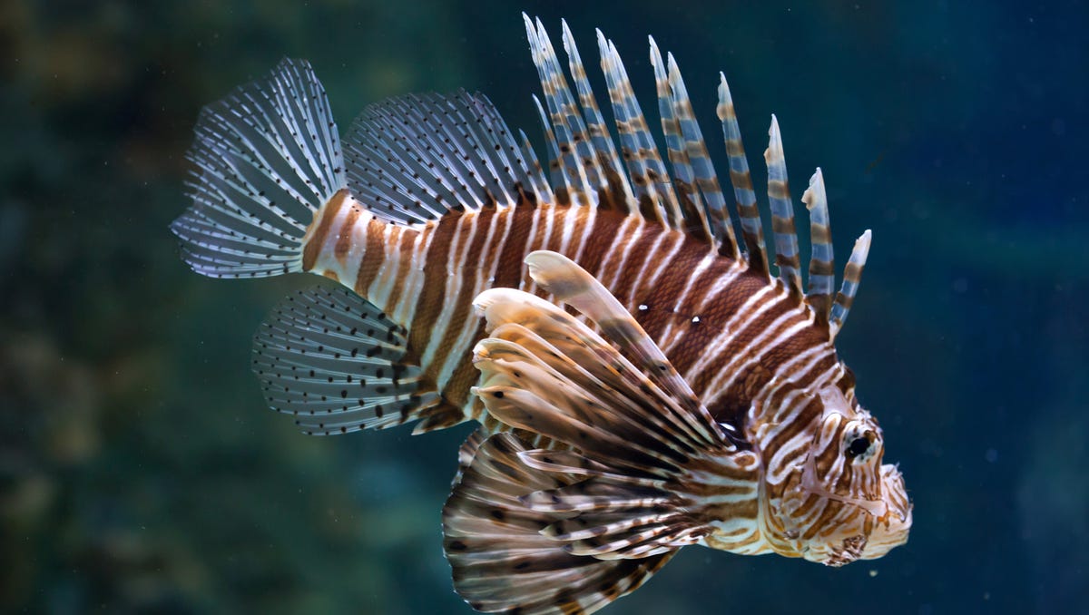 Photos: A look at invasive species in Southwest Florida