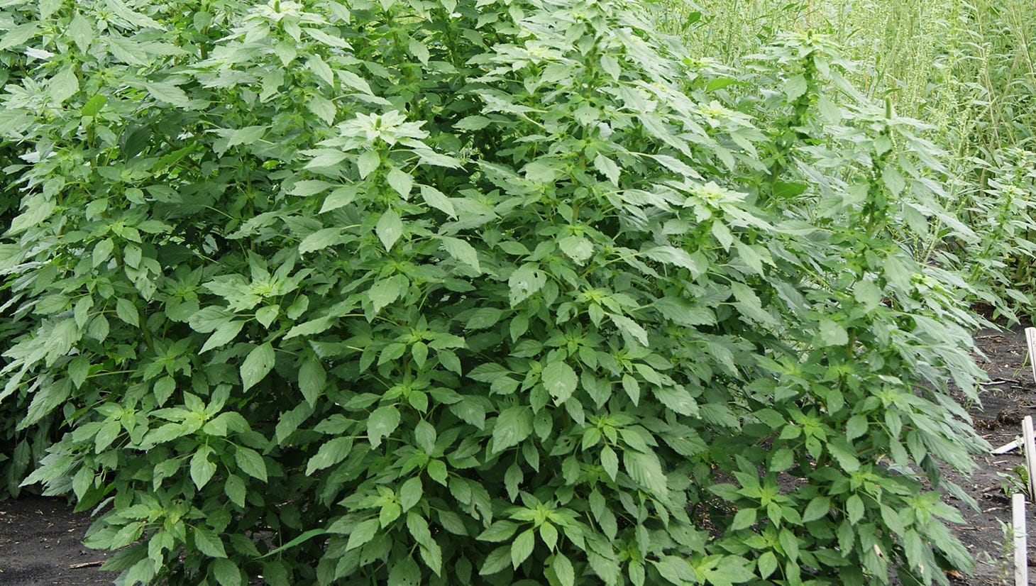 'Superweeds' choke farms