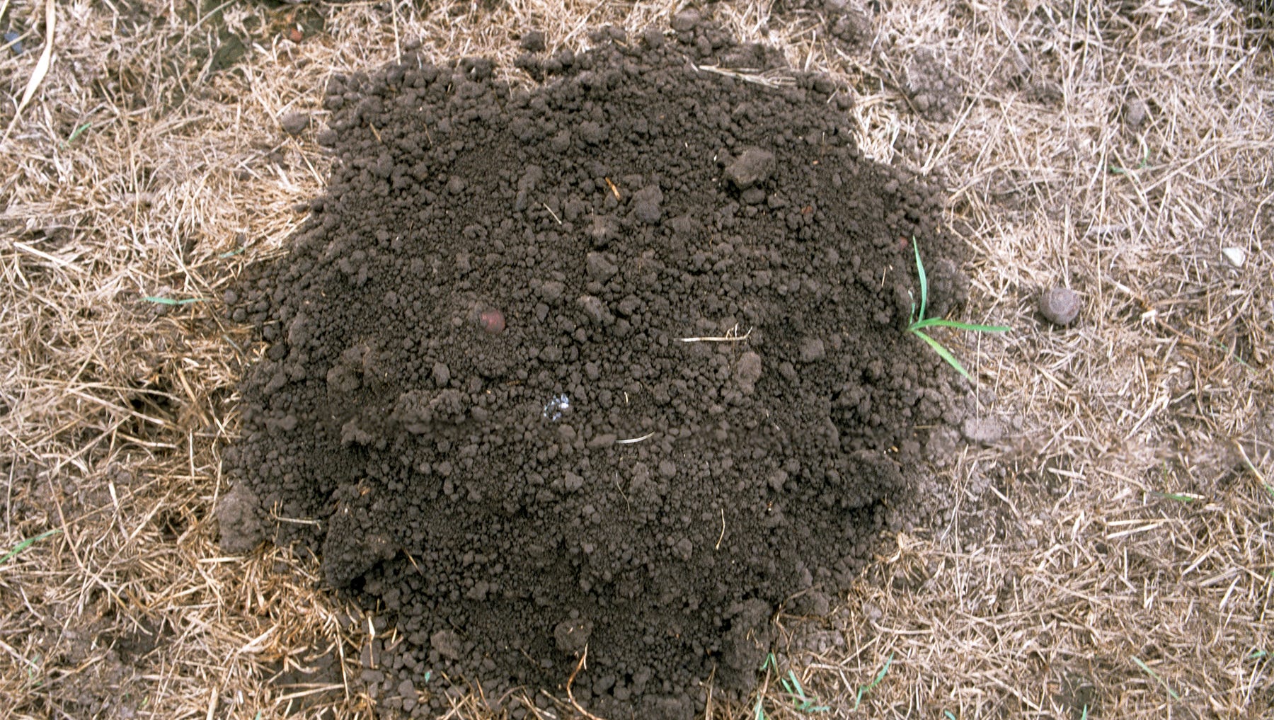 Master Gardeners: How to get rid of gophers and the mounds they make