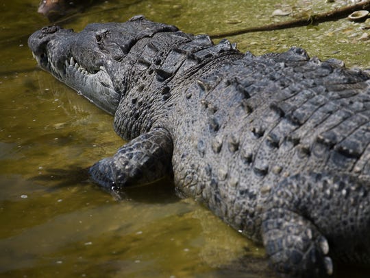 Croc finds new home on Sanibel golf course