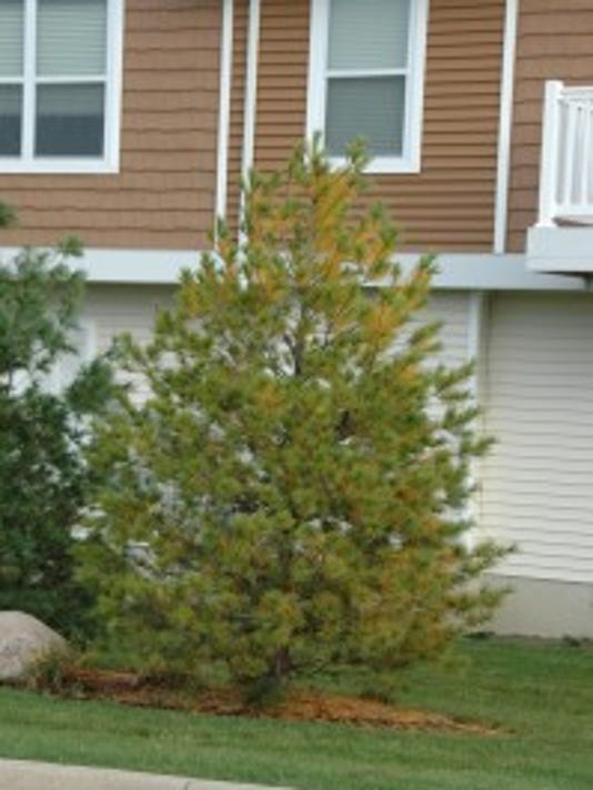 Garden column: The decline of the white pine