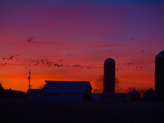 Sandhill crane migration in Kentucky offers amazing sights and photos