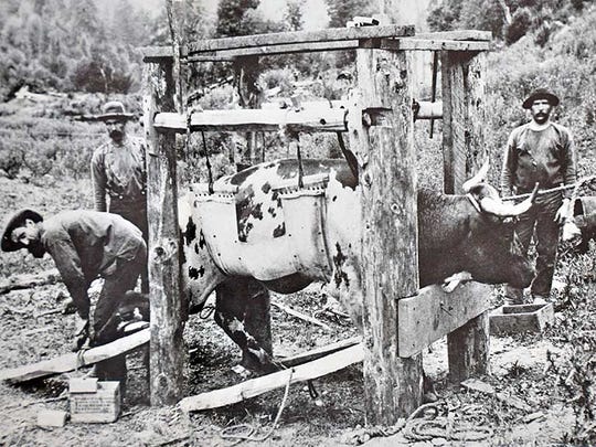 Oxen were once Sheboygan County's choice beasts of burden