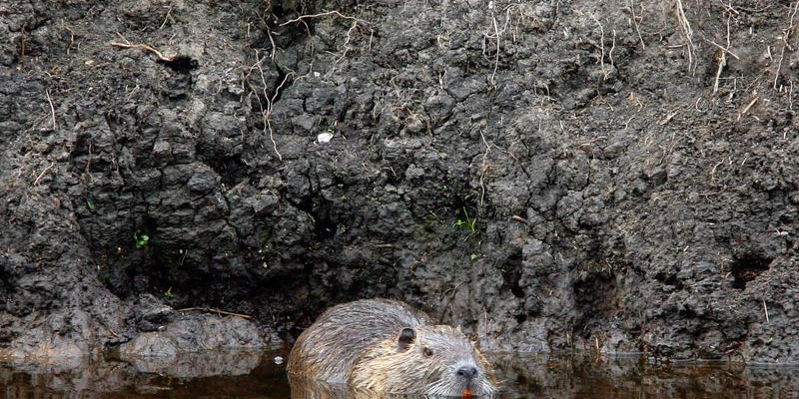 Bounty on nutria helps reduce wetland damage in La.