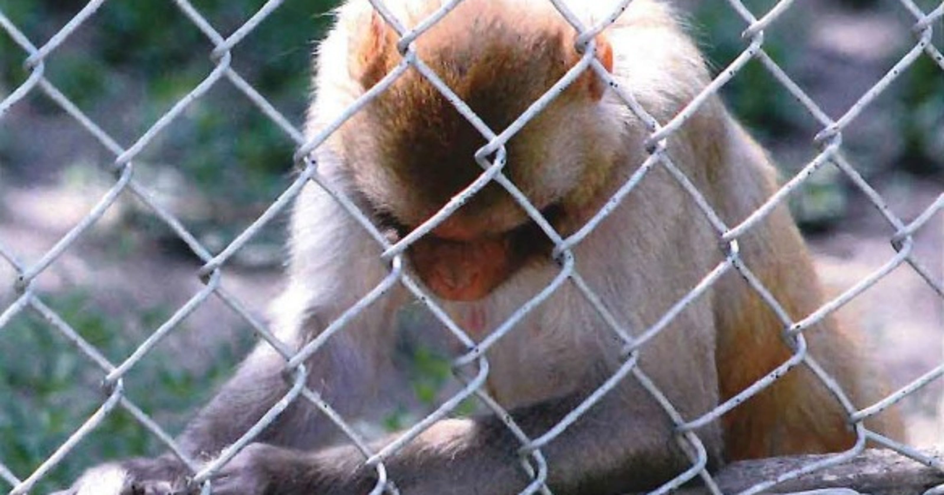 Editorial Why Is This Zoo Still In Business editorial-why-is-this-zoo-still-in-business