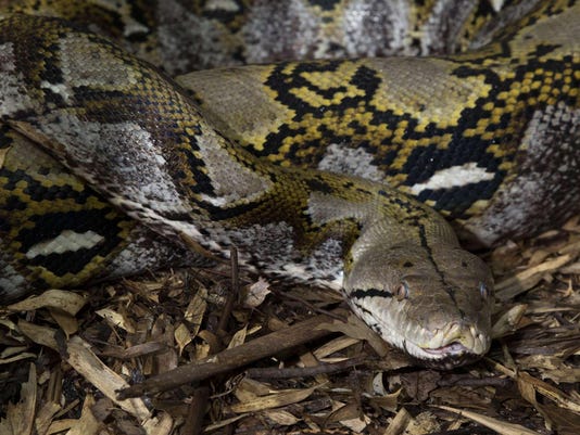 23-foot-long python swallows Indonesian woman
