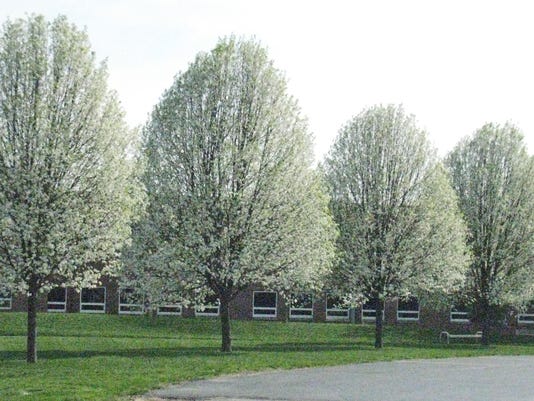 LET'S GROW: Cleveland pear trees are best for driveways