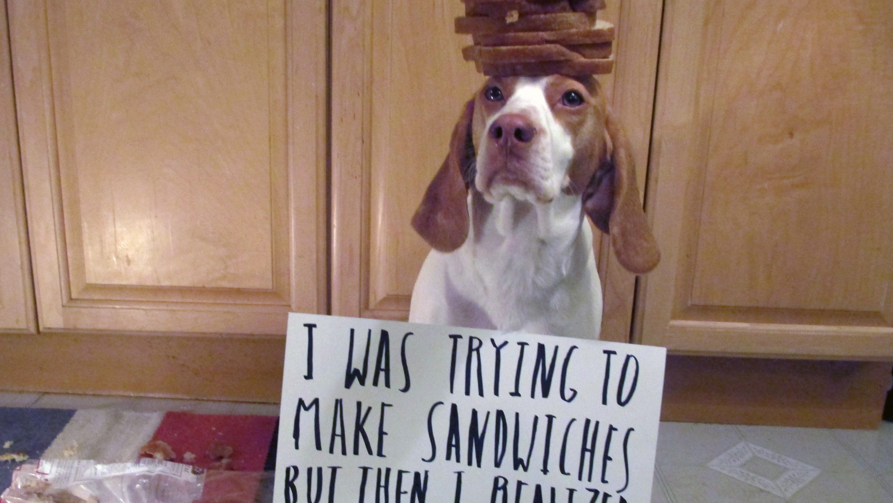 Behaviorists Dogs Feel No Shame Despite The Look Behaviorists Dogs Feel No Shame Despite The Look
