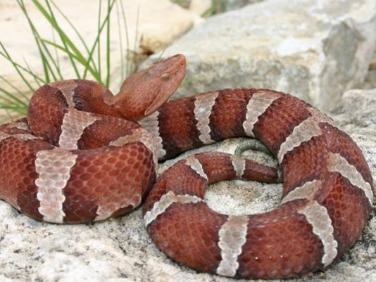WILD ABOUT TEXAS: Copperheads use tails for hunting