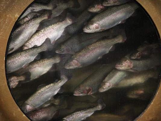 Genetically engineered salmon farm in Albany underway
