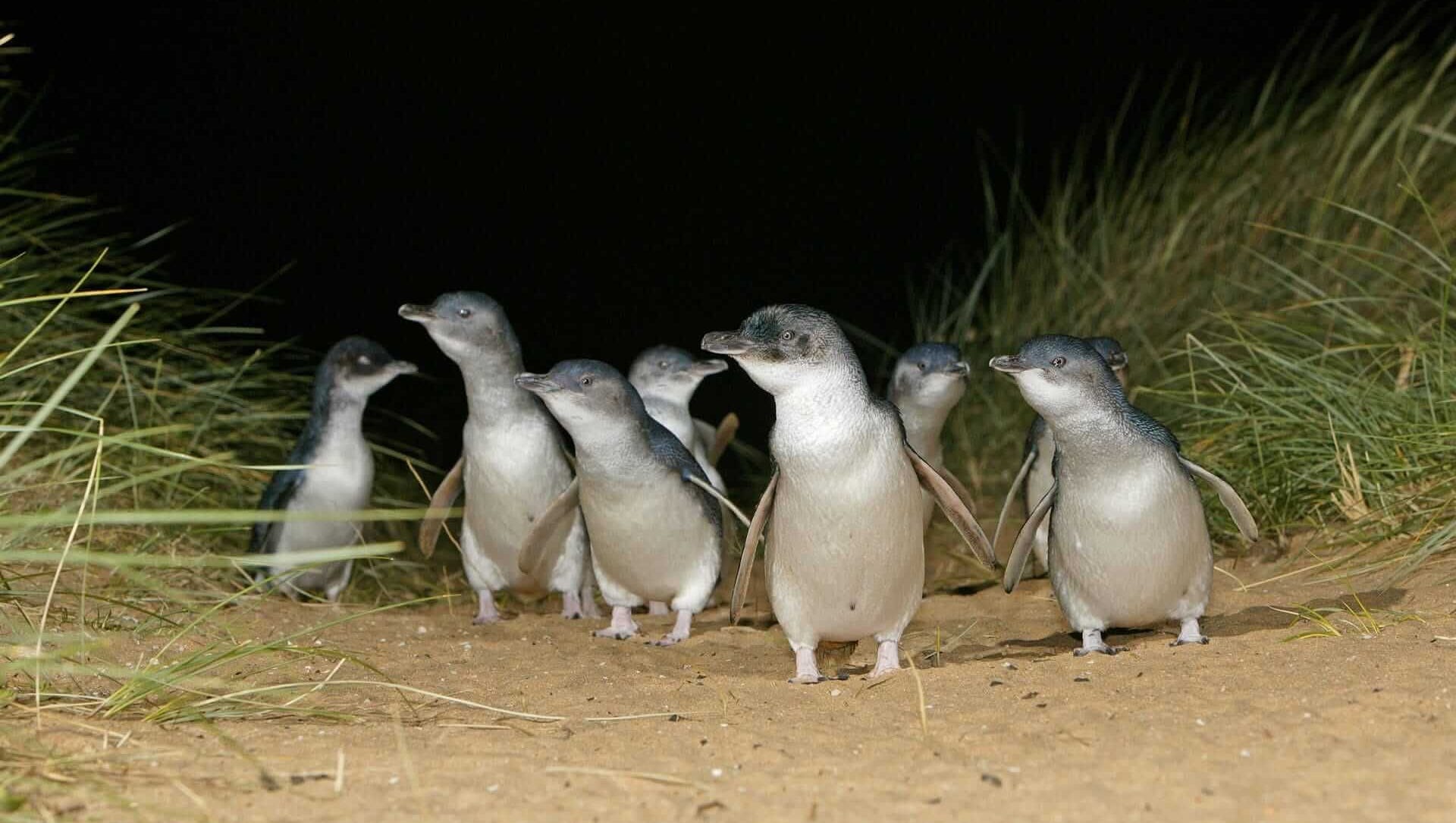 World's smallest penguins delight New Zealand visitors