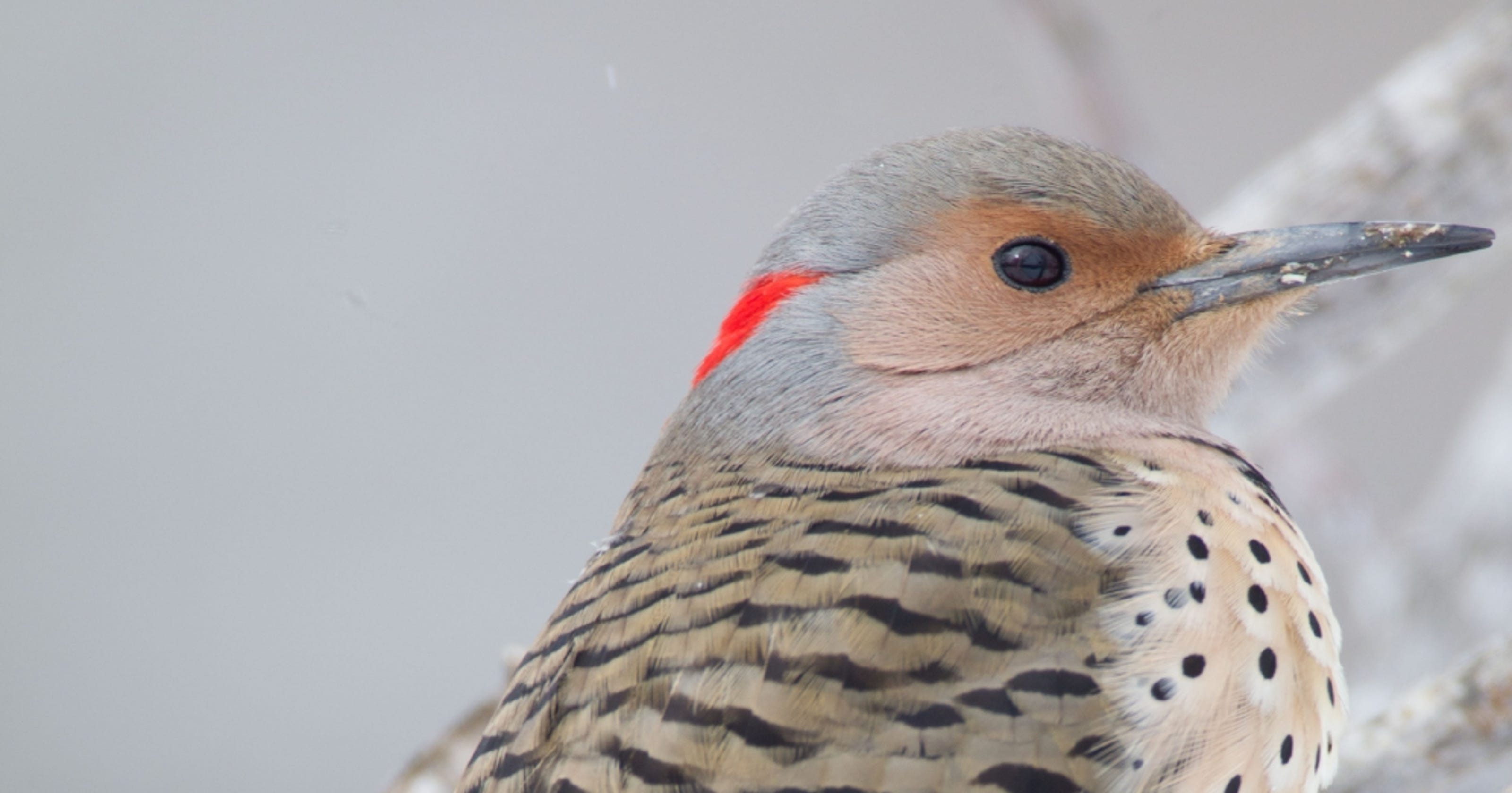 Critter of the Week: Northern flicker