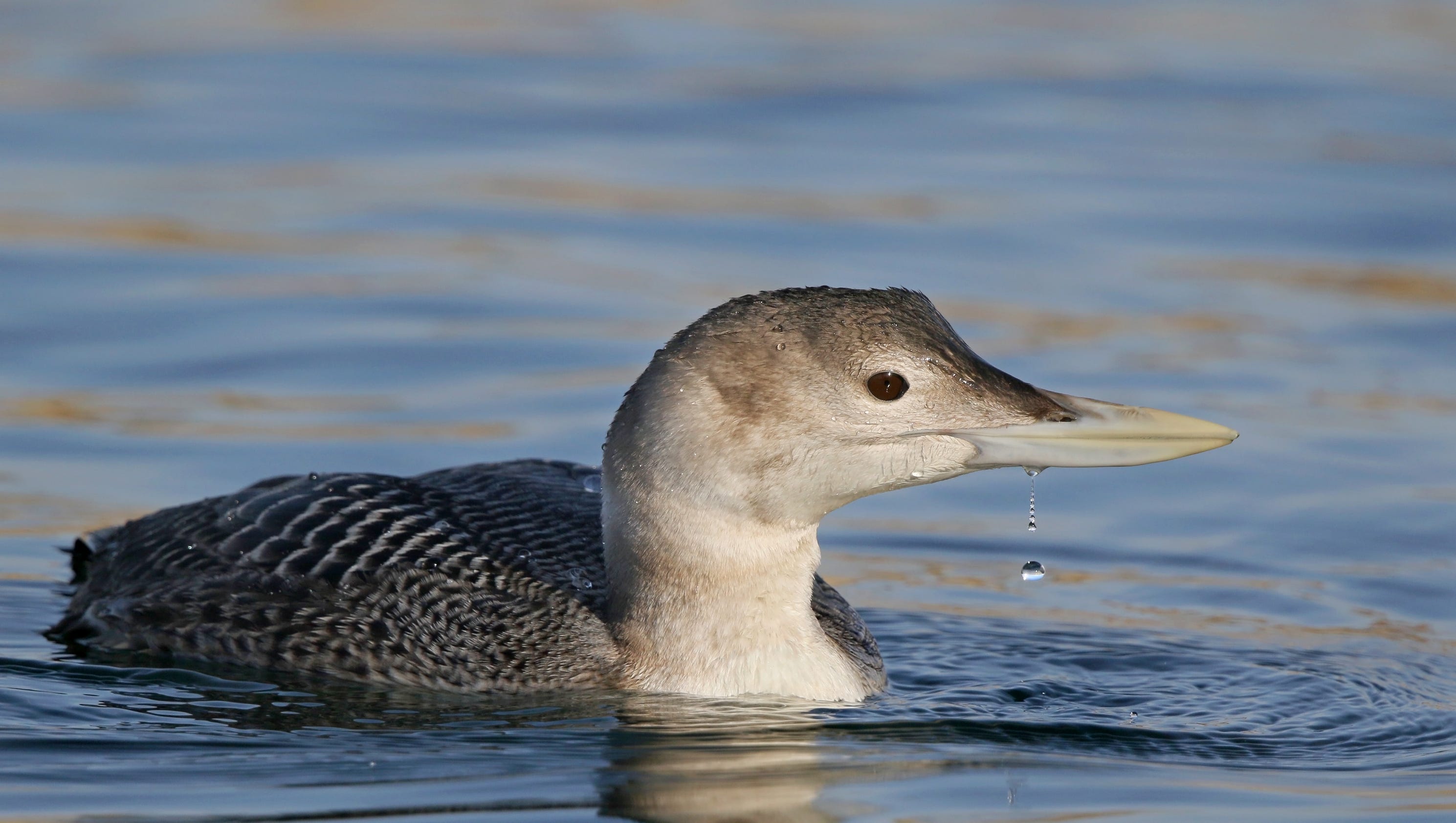 Rare observation of loon species in Great Falls draws birders