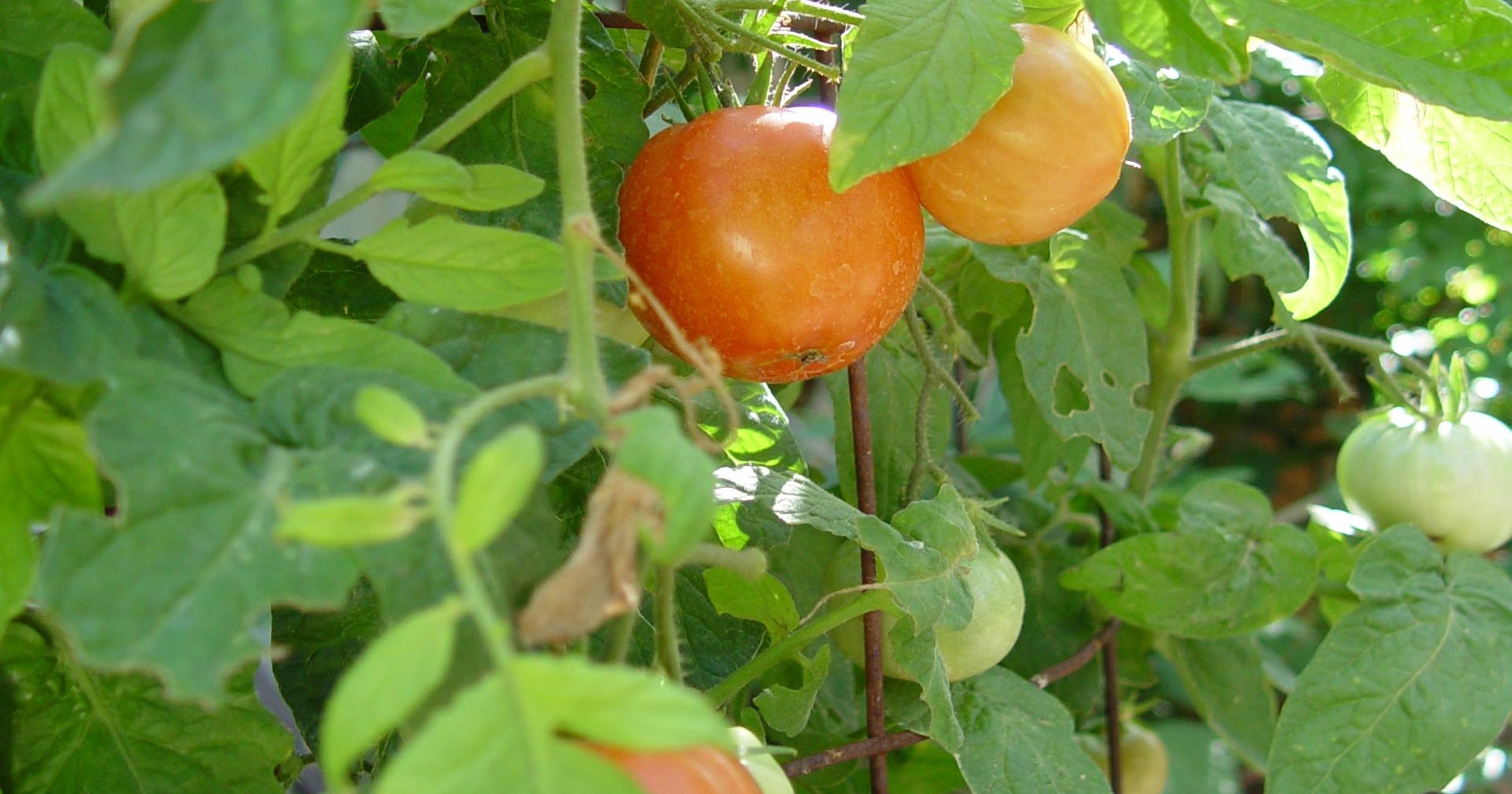 Understanding our tomato season