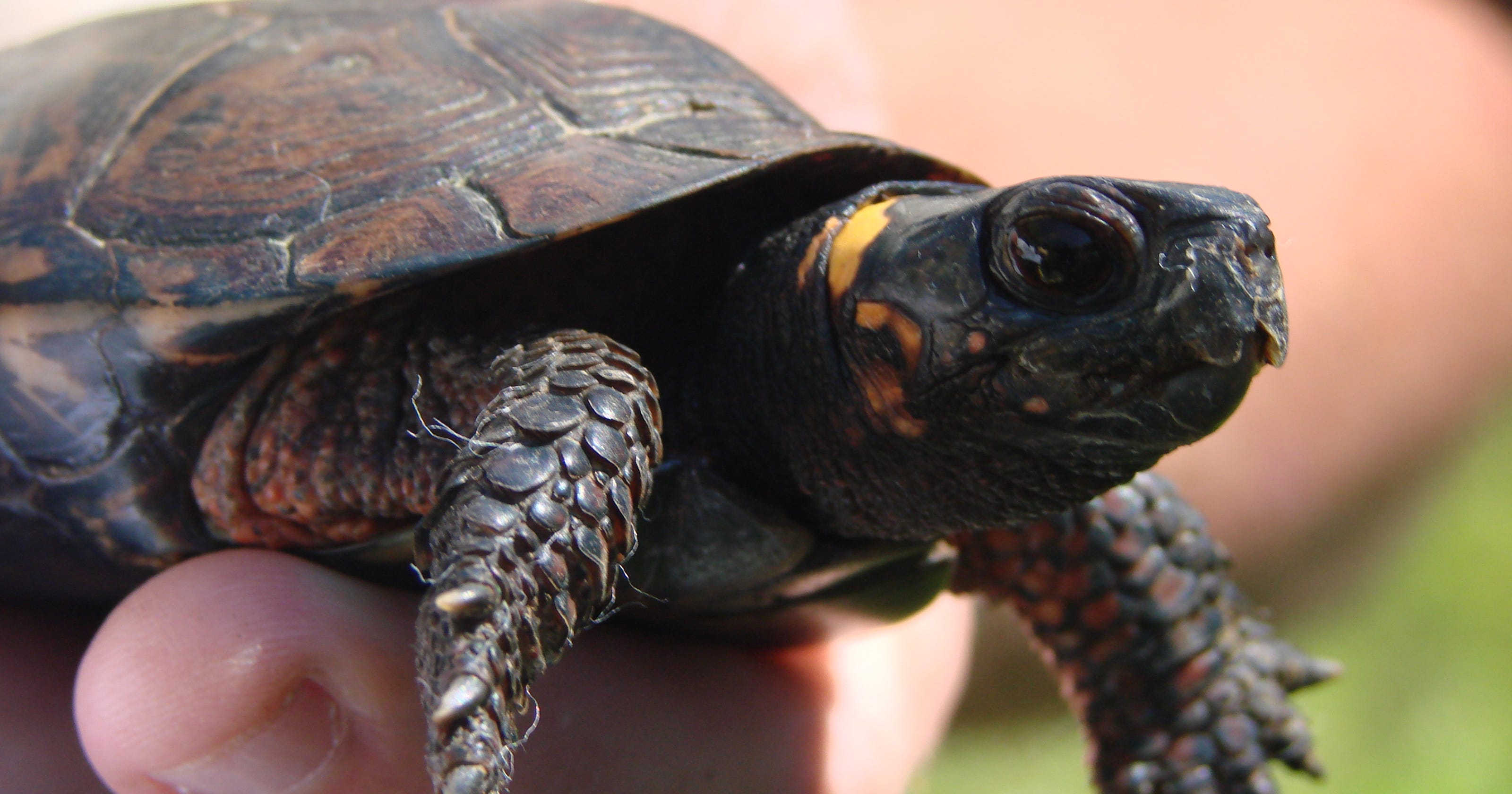 Editorial: Long live NJ’s state reptile – the bog turtle
