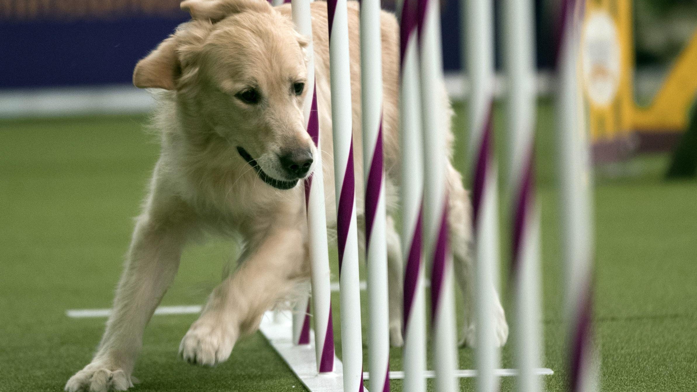 330 dogs leap and whirl in Westminster agility contest