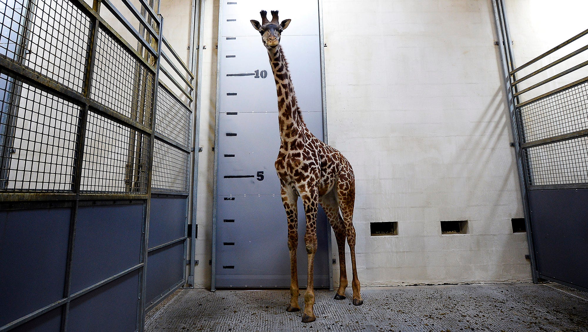 Zoo Animals In Captivity