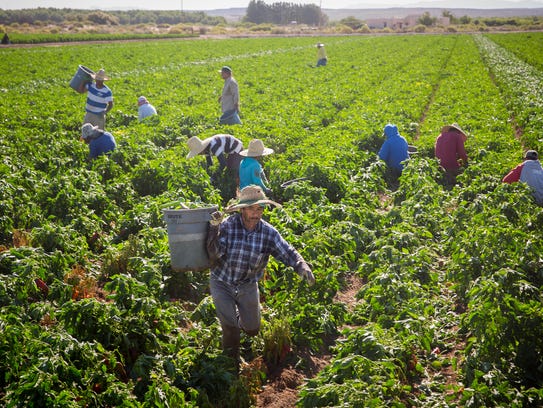 Green chile harvest starts in Doña Ana County