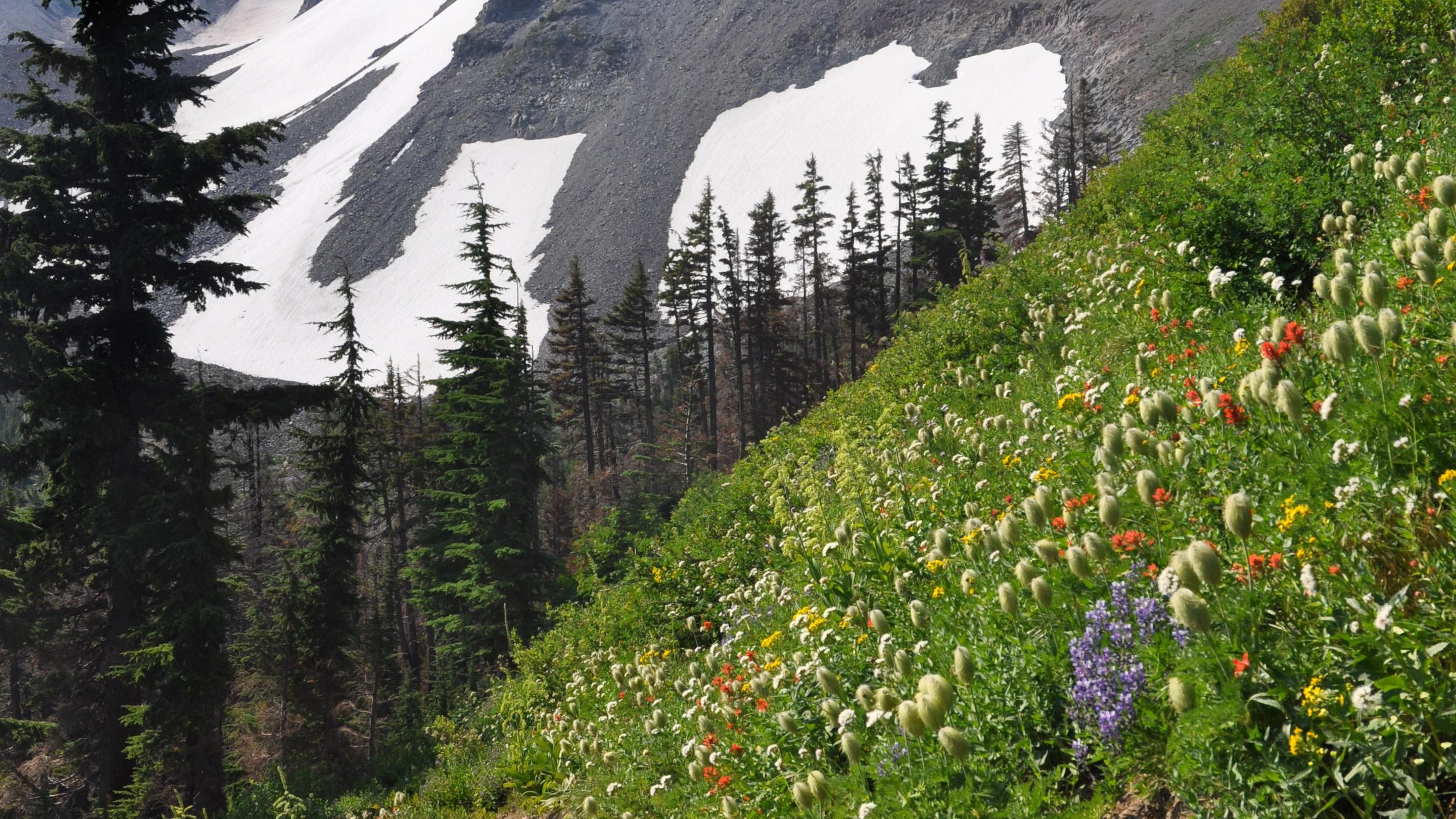 Updated Timberline Trail now accessible