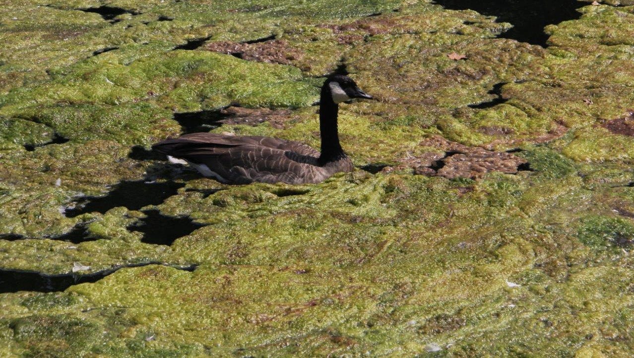 Too much algae? City, parks try artificial wetlands at Sequiota Park