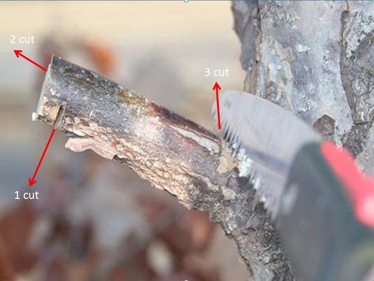 Prune oak trees in mid-winter