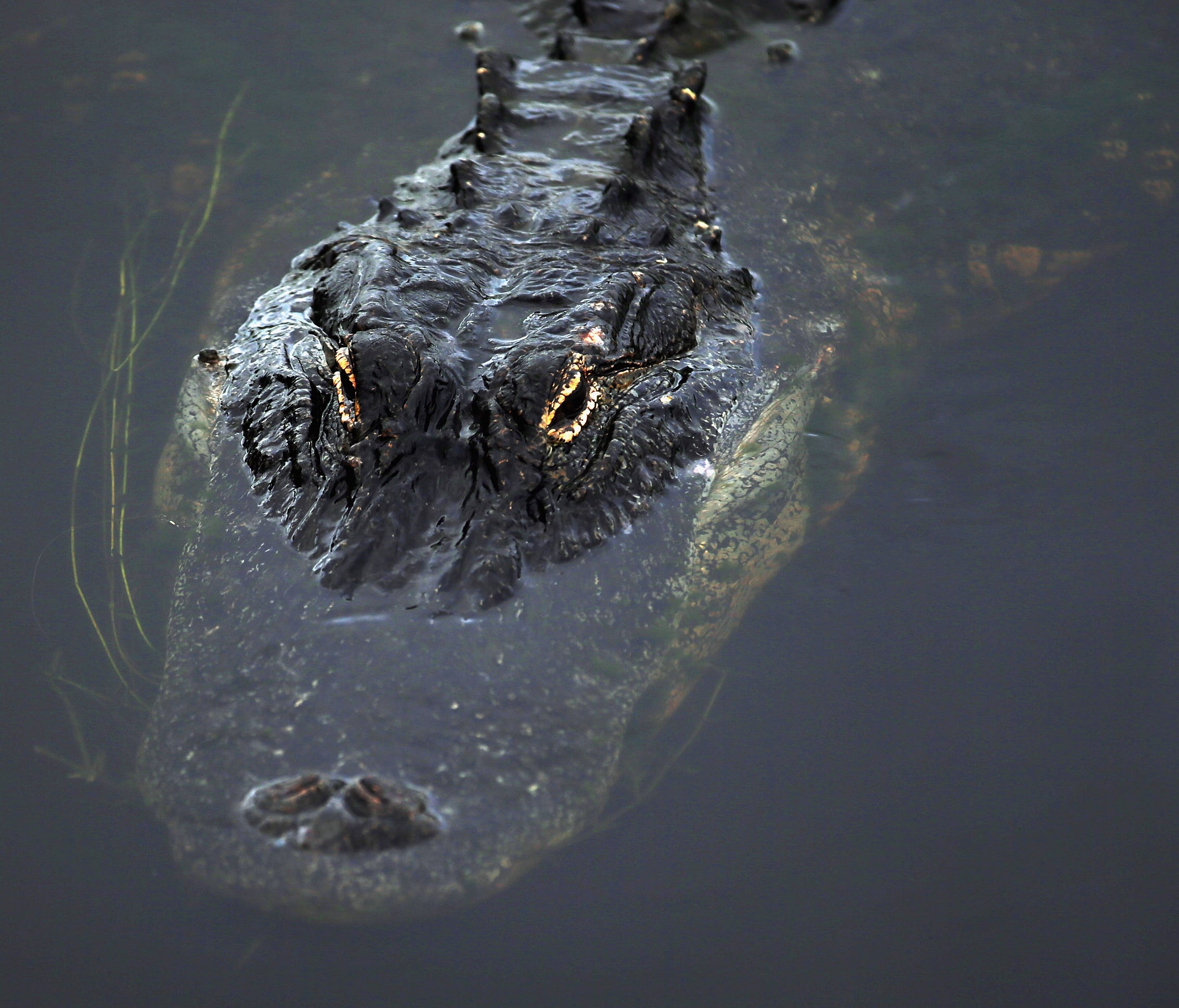 Huge 920-pound gator captured in Alabama lake | 13newsnow.com