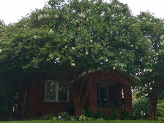 Save Energy With Shade Trees