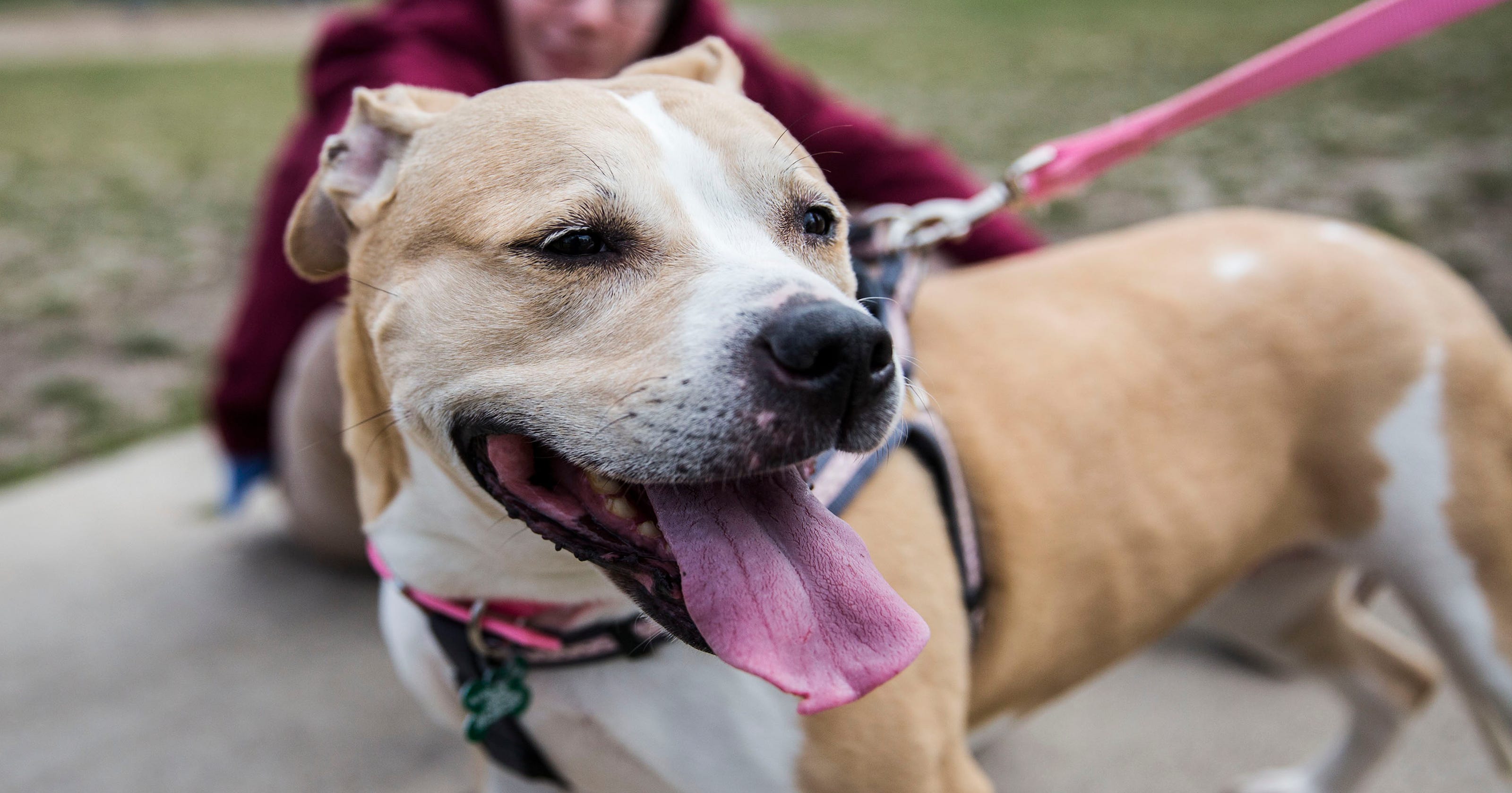 Pinky the dog case: Iowa Supreme Court will decide fate of Des Moines ...