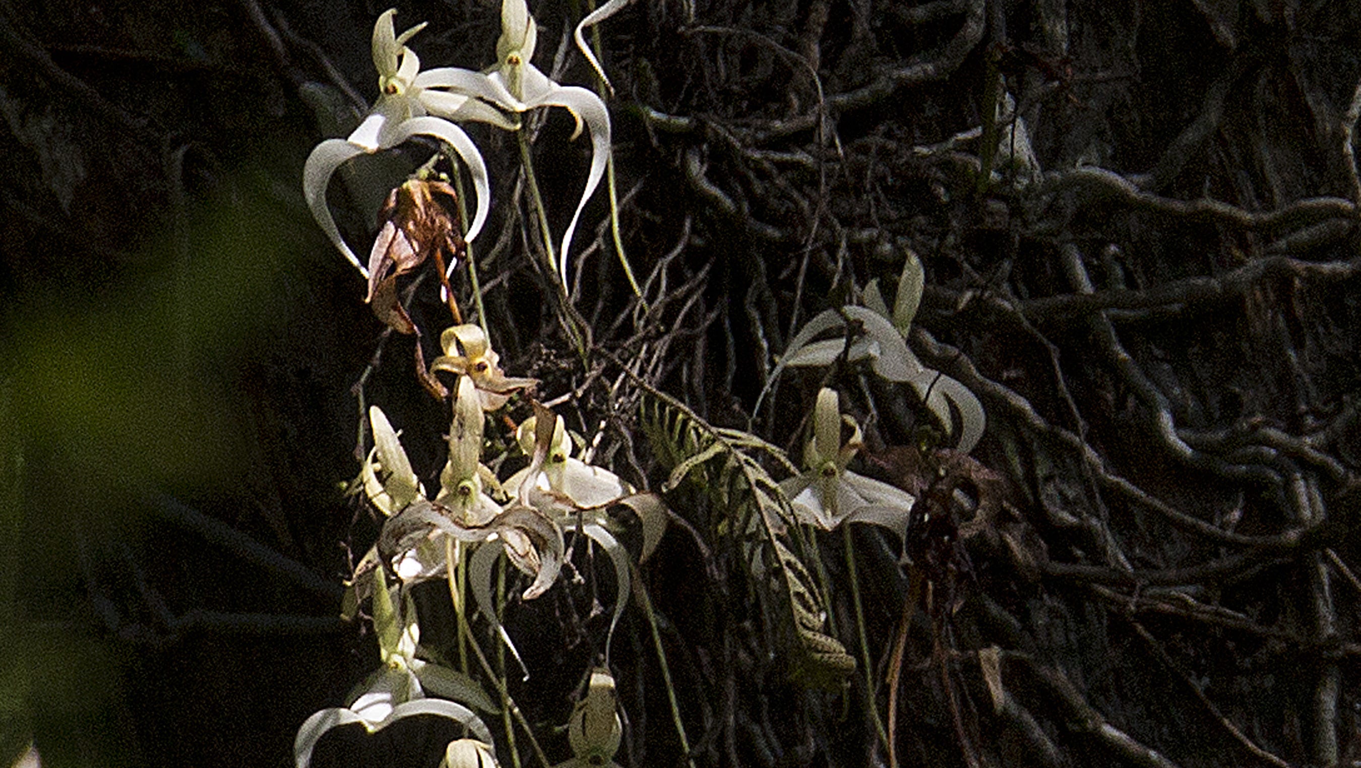 The elusive, mysterious ghost orchids return