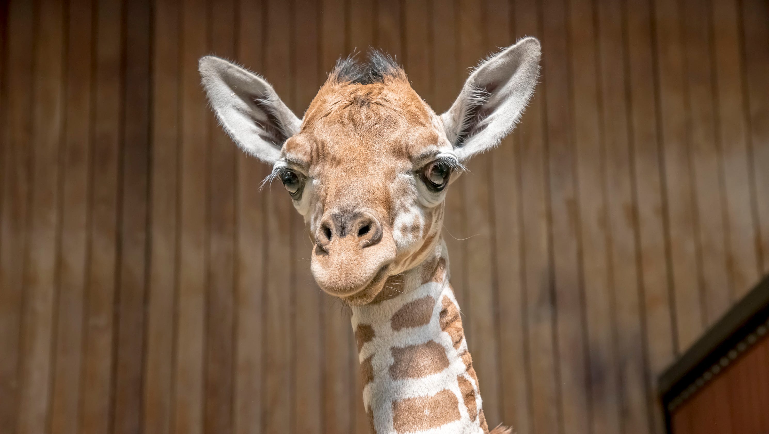Milwaukee County Zoo announces birth of male giraffe