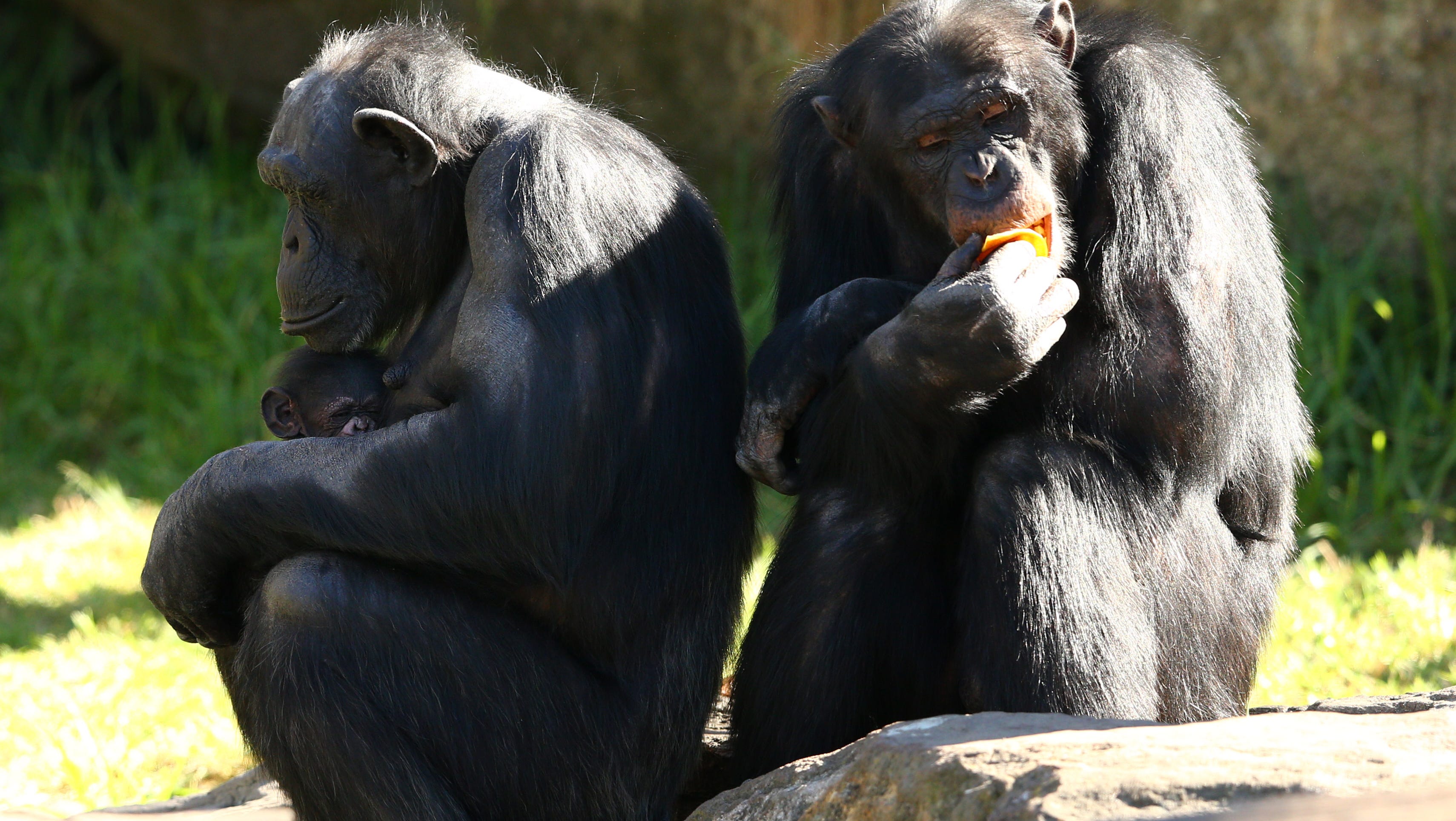 Chimp leader killed, eaten by his former subjects