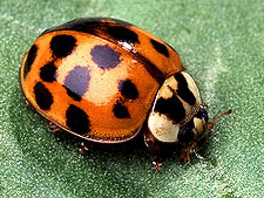 Asian lady beetles are invasive insect bullies that stink, bite ...