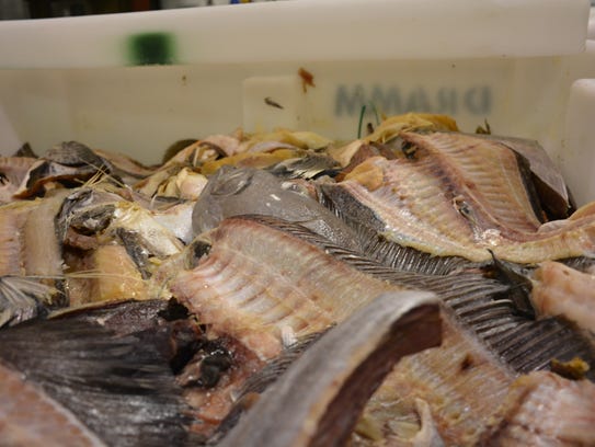 A fishy business: Dramm Corp. turns fish scraps into organic fertilizer ...