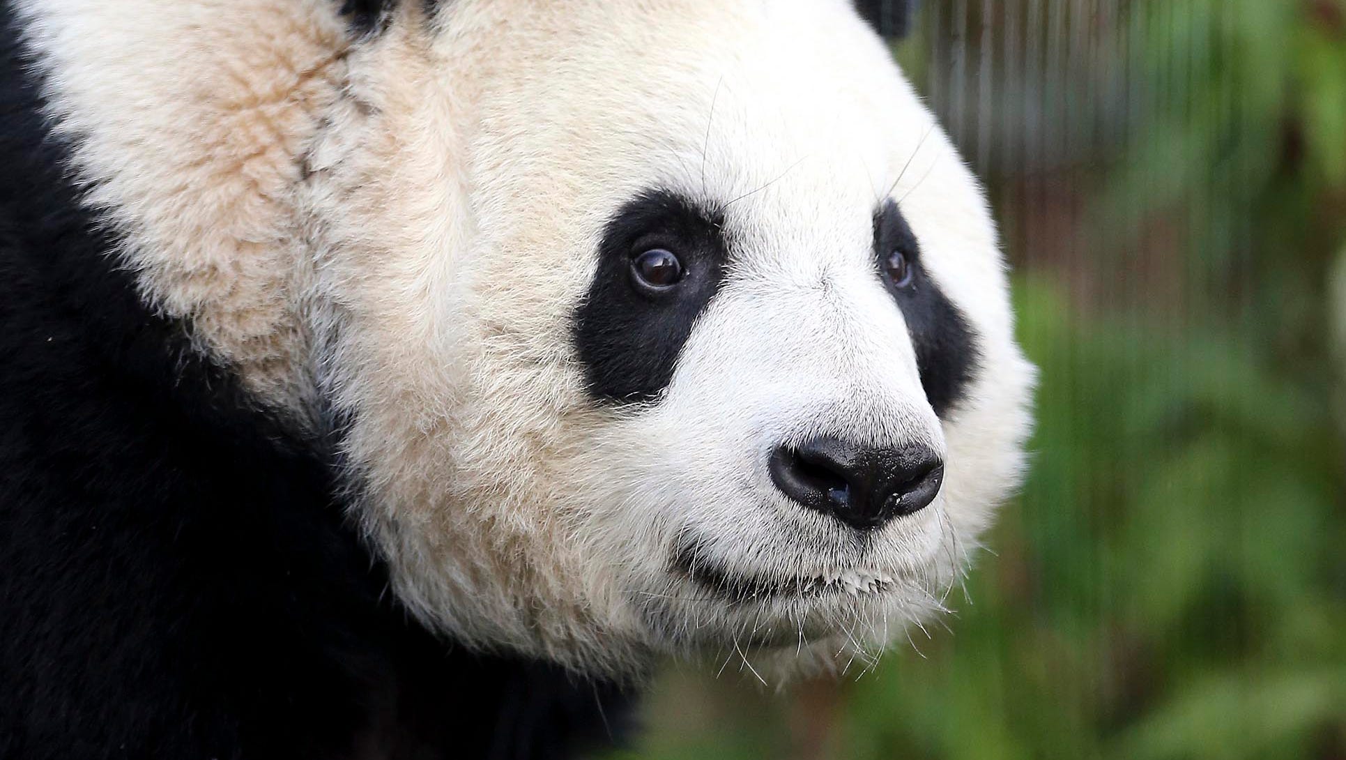 Voices: Of pandas, spiders and Scottish independence