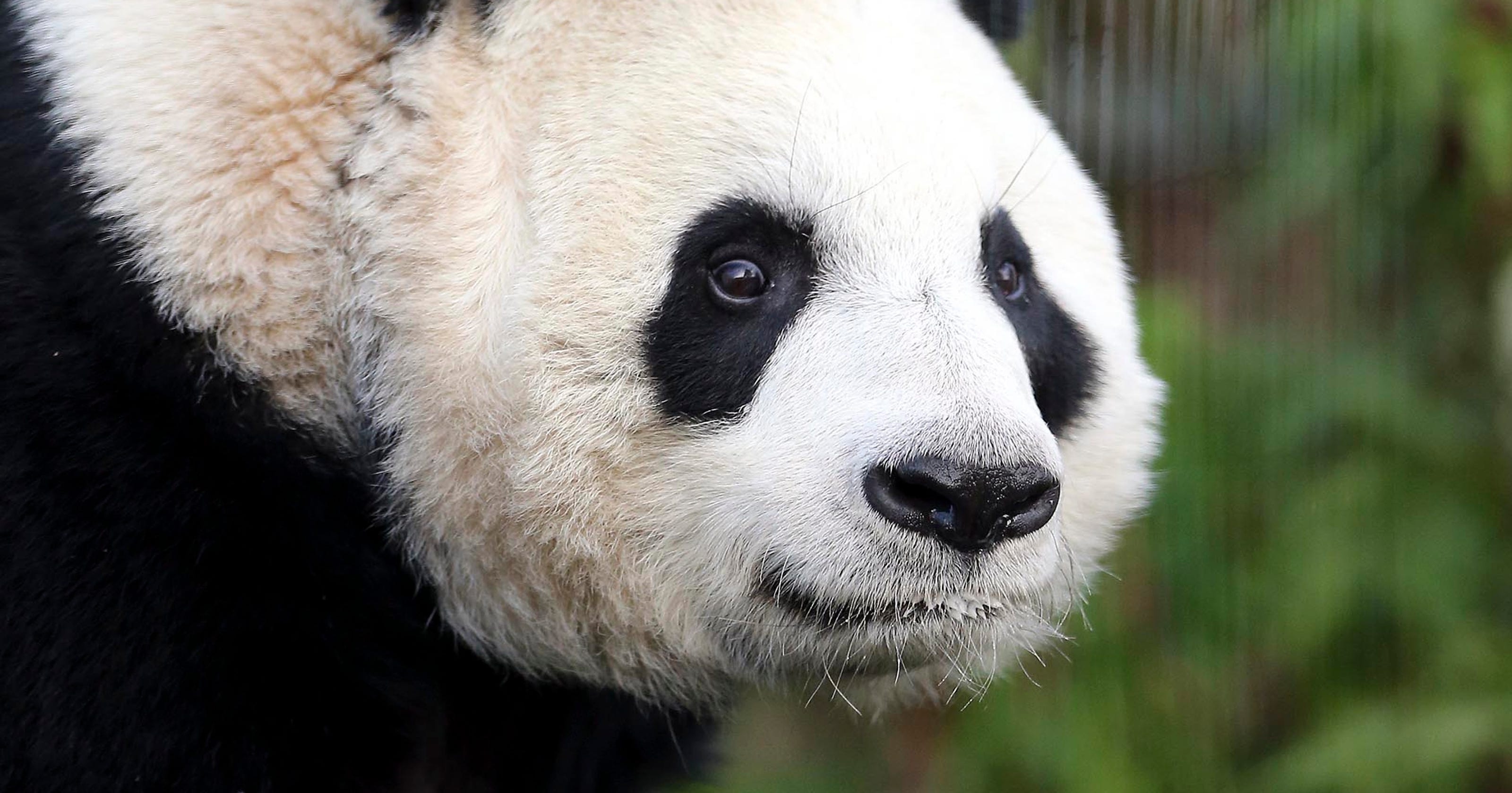 Voices: Of pandas, spiders and Scottish independence