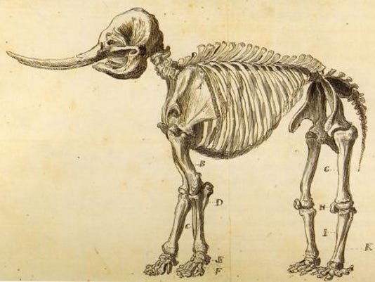 History Space: Woolly mammoth of Mount Holly