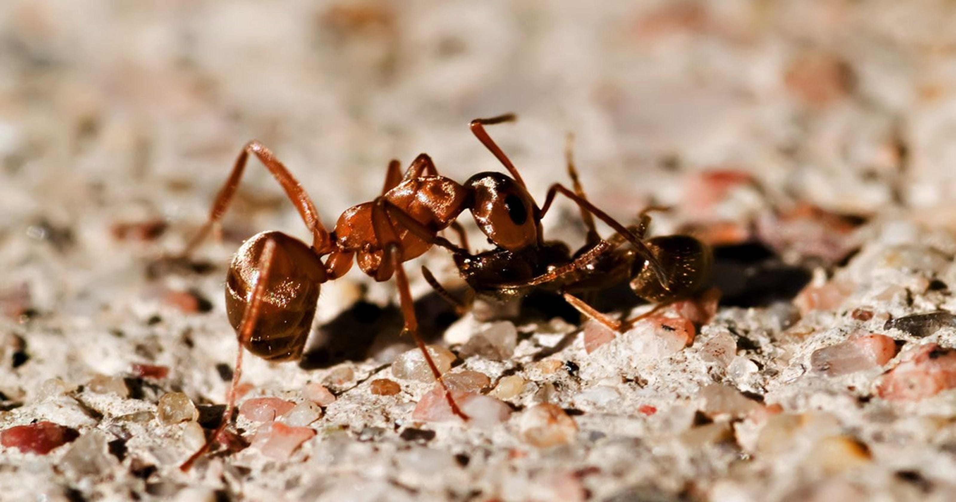 Ants clean up after we feast