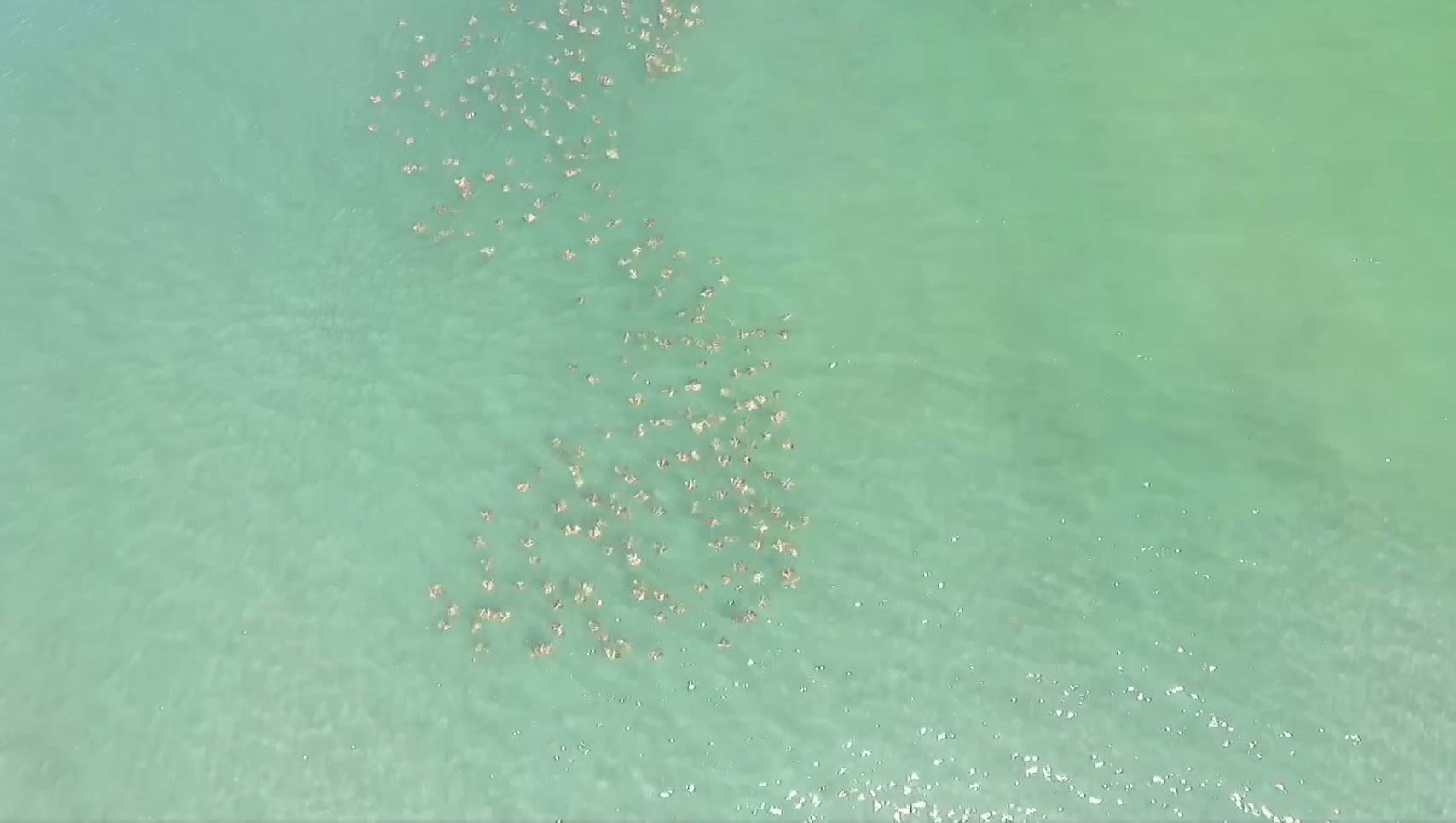 Drone catches majestic rays migrating near Blind Pass in SW Florida