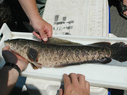 So, what is a snakehead?