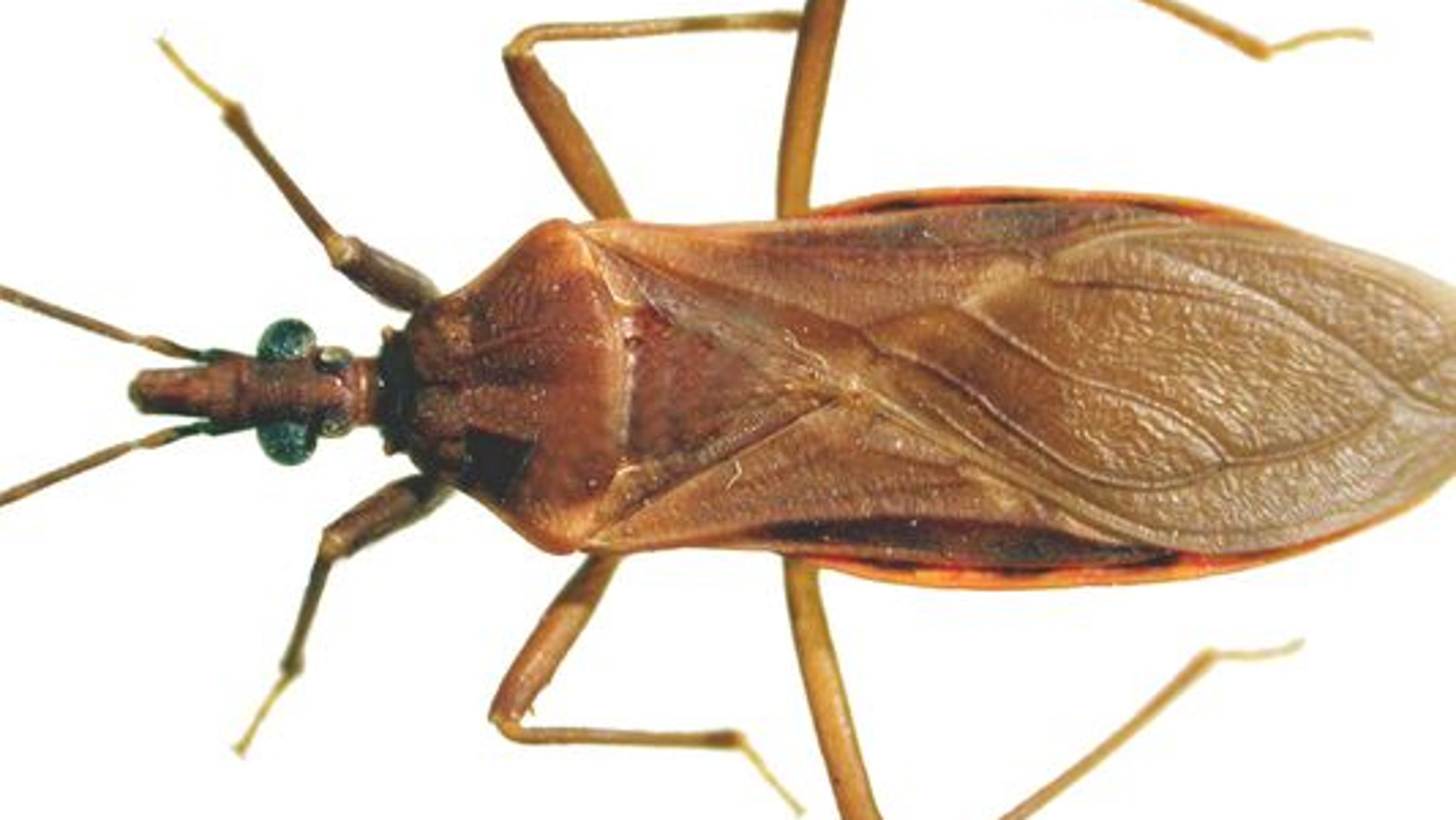 What is Chagas disease (spread by 'kissing bugs')?