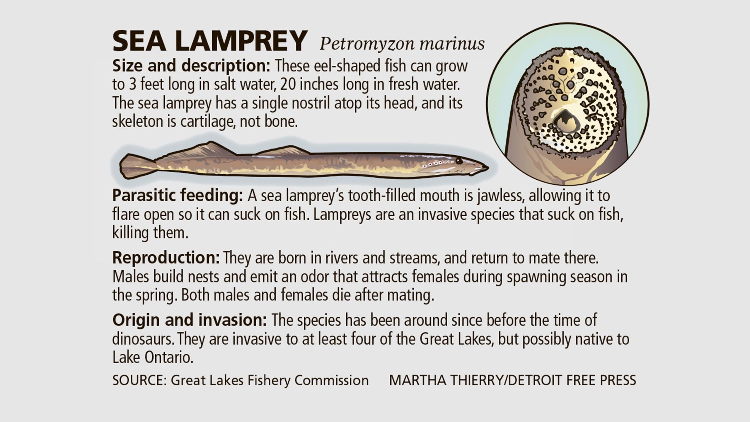Lamprey Fish Baby